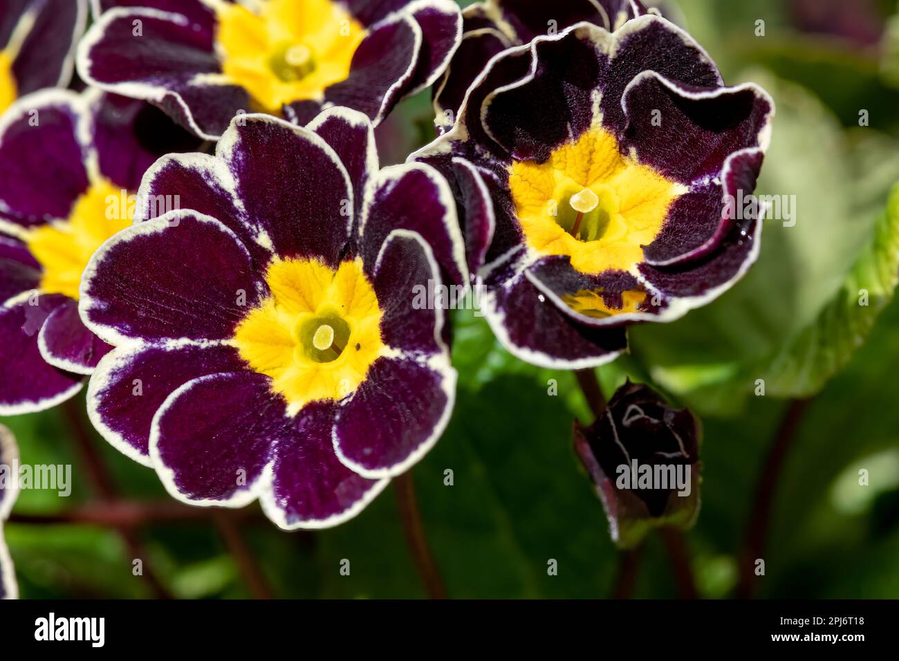 Close up of black silver laced primrose (primula victoriana) flowers in ...