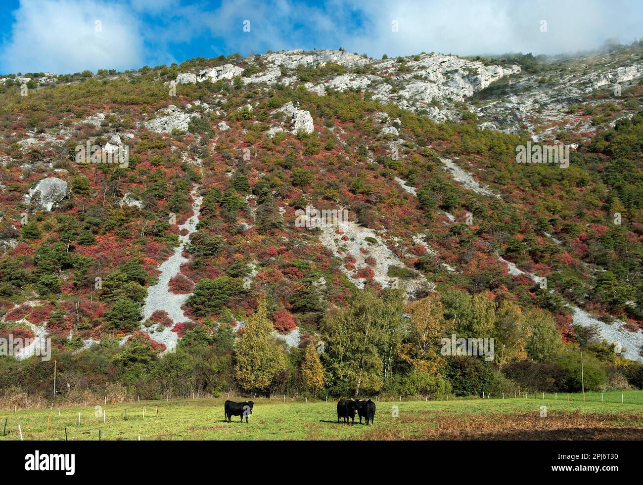 Red, Purple And Yellow-green Wig Bushes (Cotinus Coggygria) In The ...