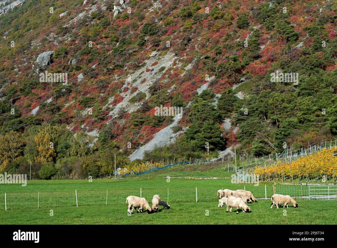 Red, Purple And Yellow-green Wig Bushes (Cotinus Coggygria) In The ...