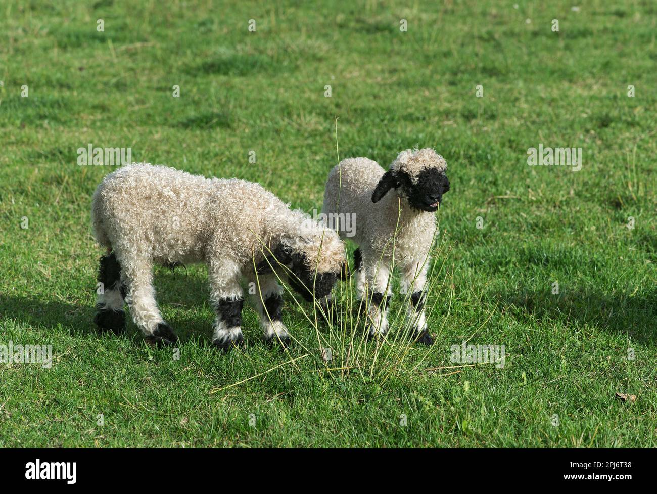 Two Lambs Of The Breed Of The Valais Black Nose Sheep, Getwing, Valais ...