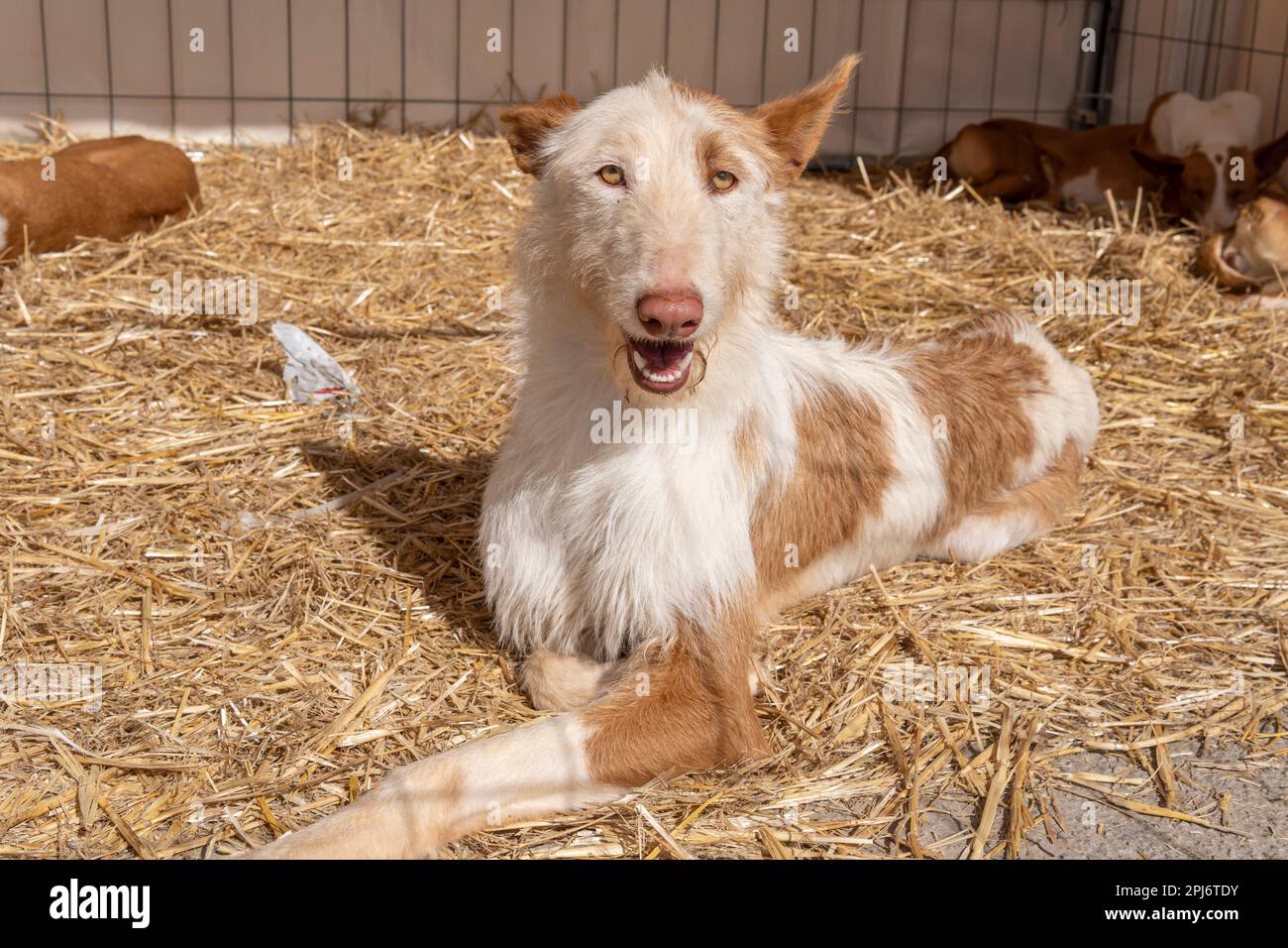 Hunting and hunters fair in the Majorcan town of Santanyi. Exhibition ...