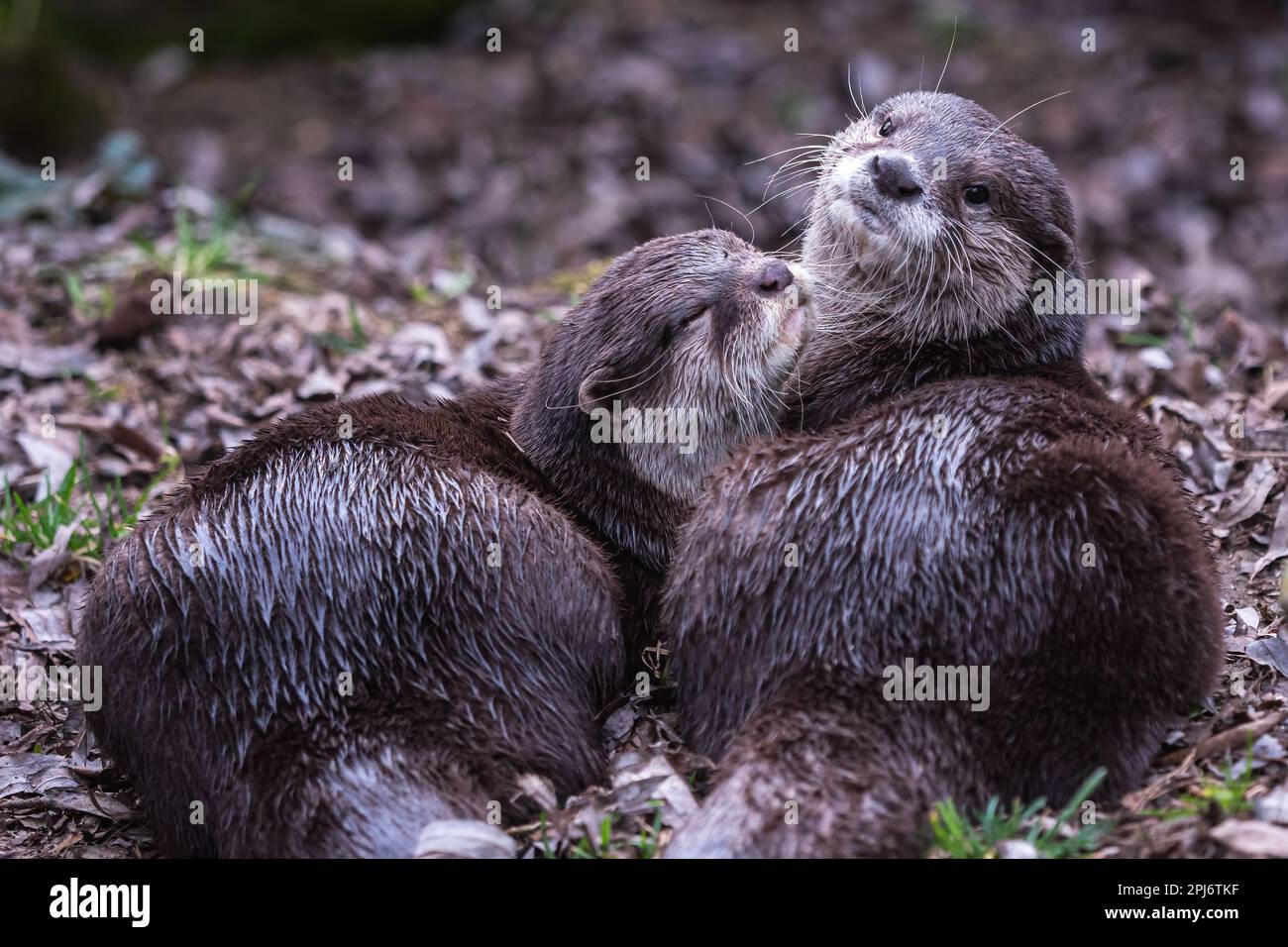 Two asian small clawed otters, Aonyx cinereus Stock Photo - Alamy
