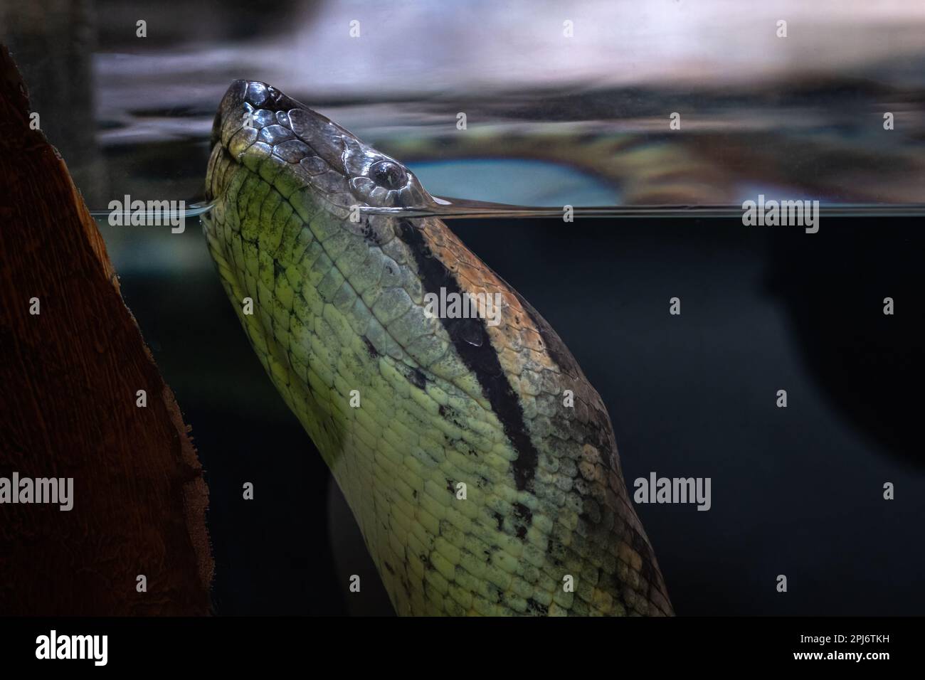 Head of green anaconda in the aquarium. Eunectes murinus Stock Photo ...