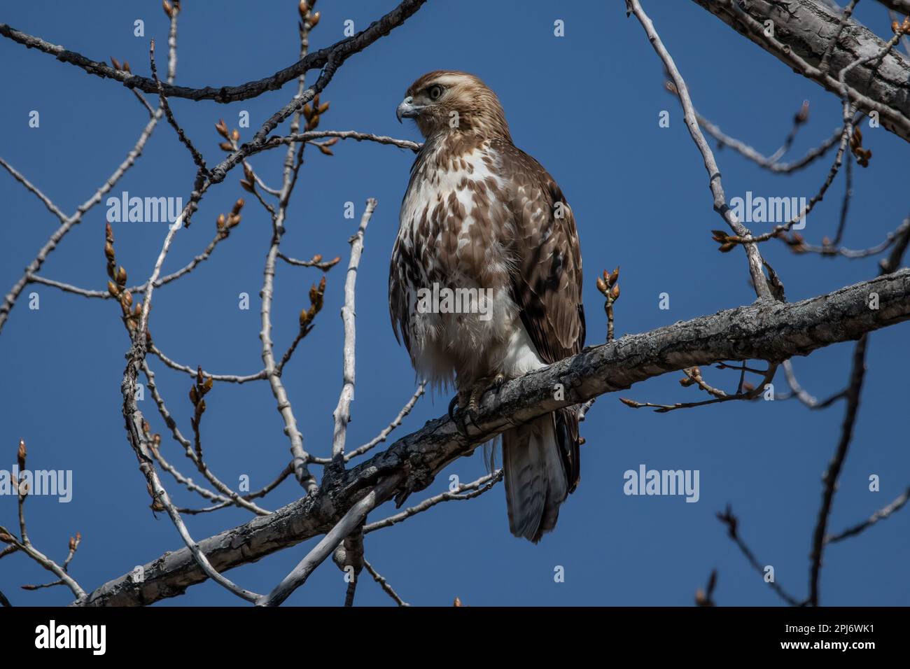 Red-tailed hawk perching on tree branch Stock Photo - Alamy
