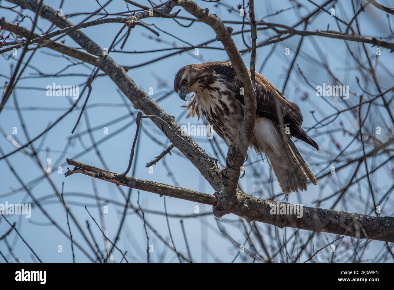 A red-tailed hawk on tree branch looking down toward ground Stock Photo ...