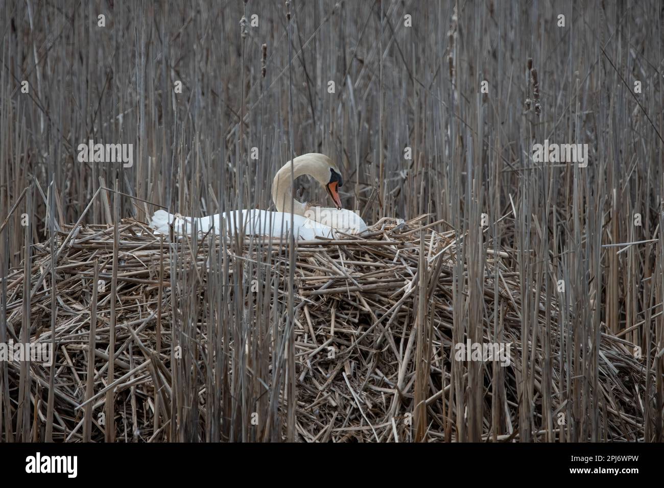 Mute Swan sitting on nest in reeds Stock Photo - Alamy