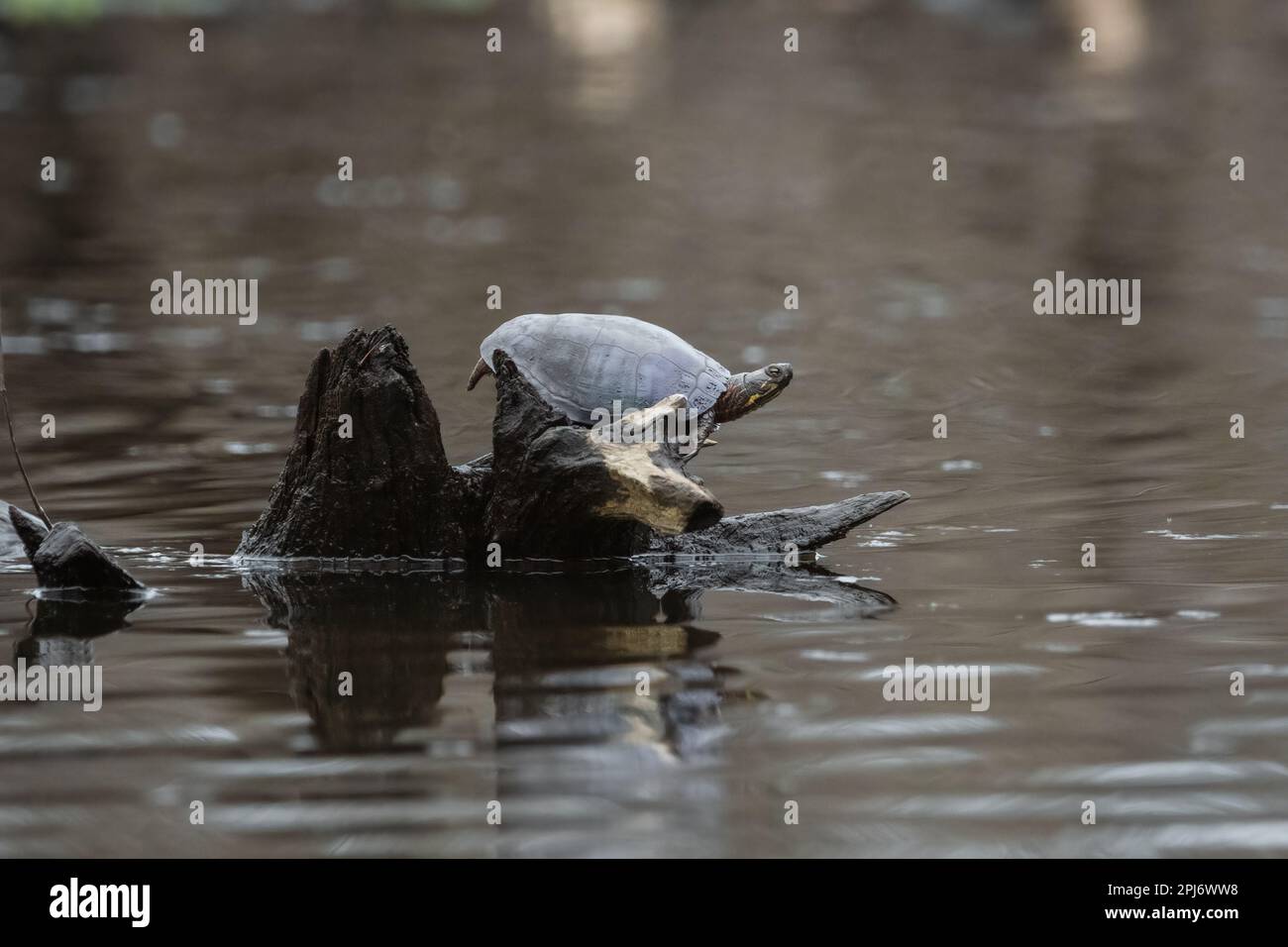 A painted turtle basking on log in water Stock Photo - Alamy