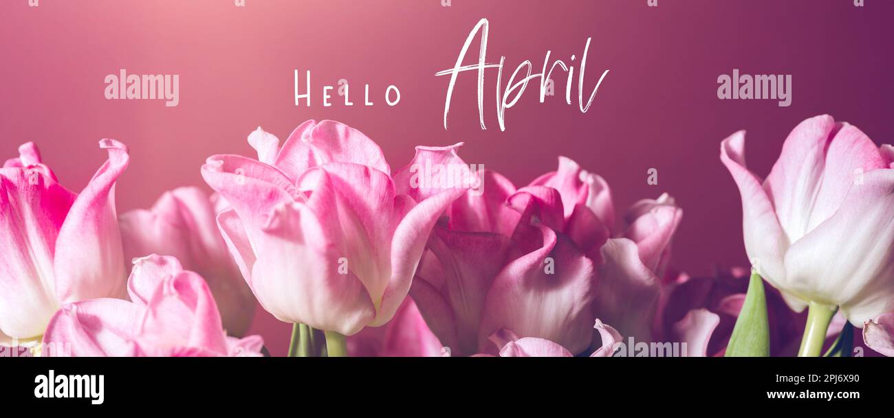 Hello April text. Beautiful Bunch of Pink Parrot Style Tulips in the ...