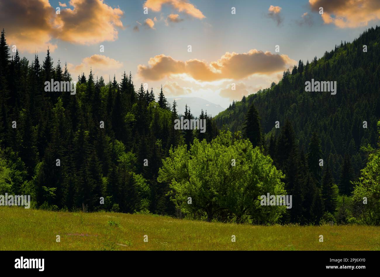 Sunset time in the pine forest on the mountain. Fresh air and ...