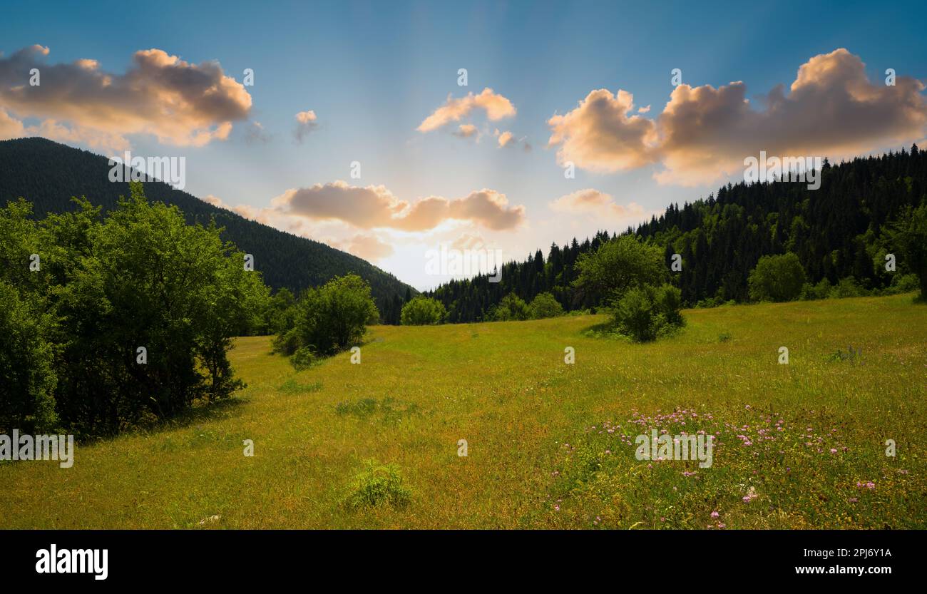 Sunset time in the pine forest on the mountain. Fresh air and ...