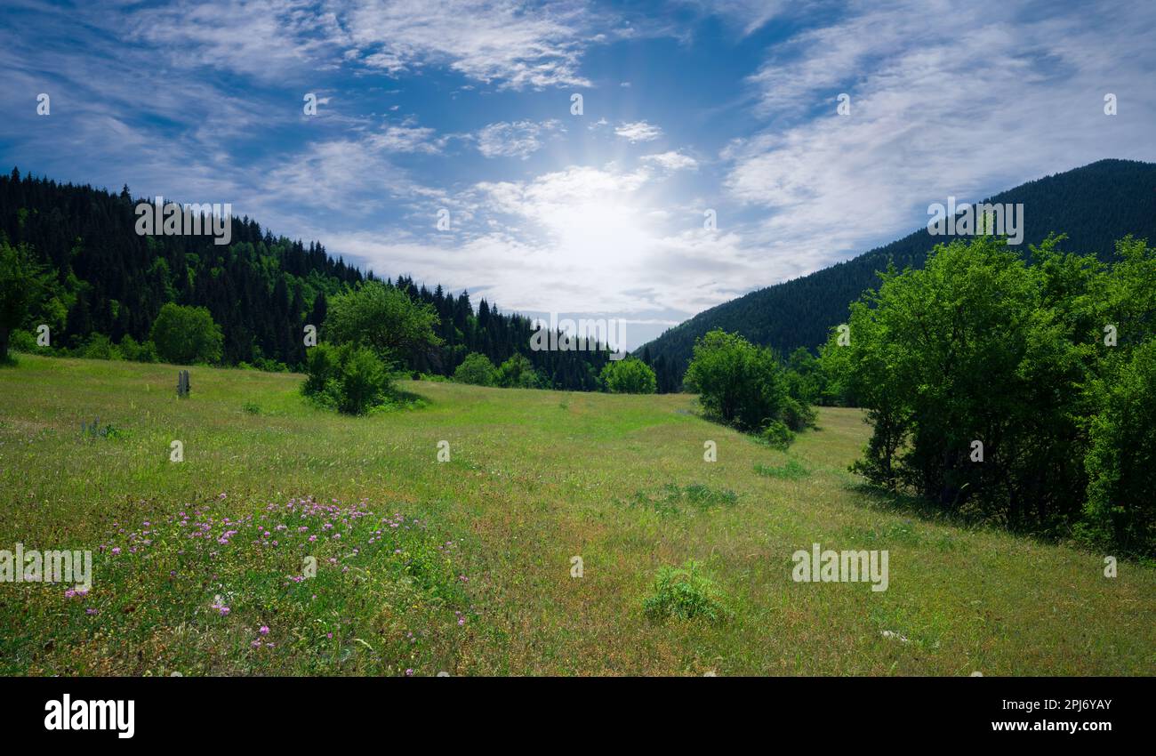 Afternoon in the beautiful meadow in the forest. Farmland among pine ...