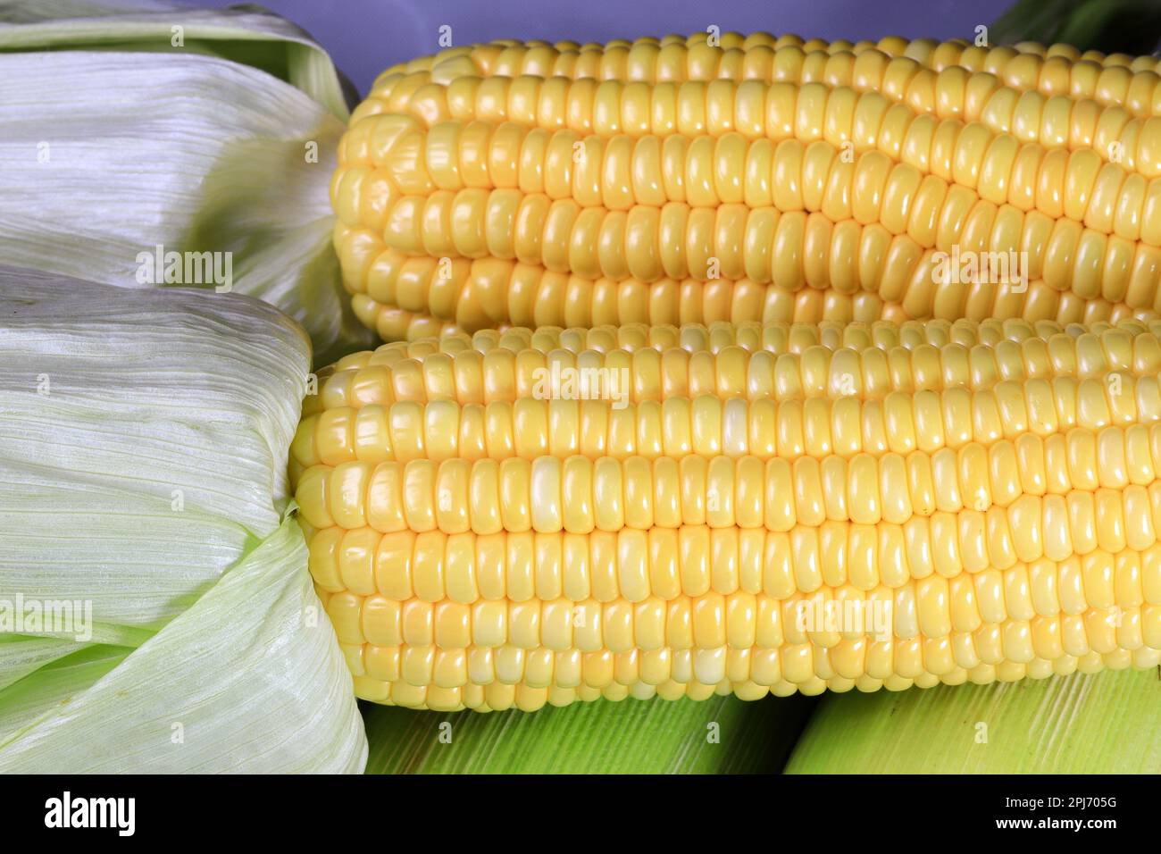 Close up fresh raw Corncobs or corn ears with green leaves isolated on ...
