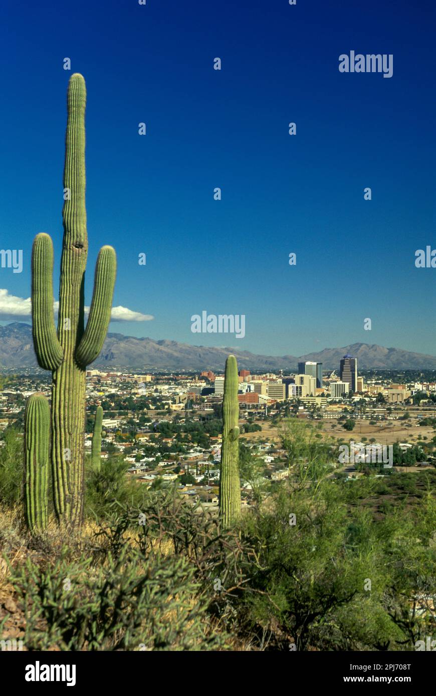 TALL SAGUARO CACTUS PLANTS DOWNTOWN SKYLINE FROM SENTINEL PEAK PARK ...