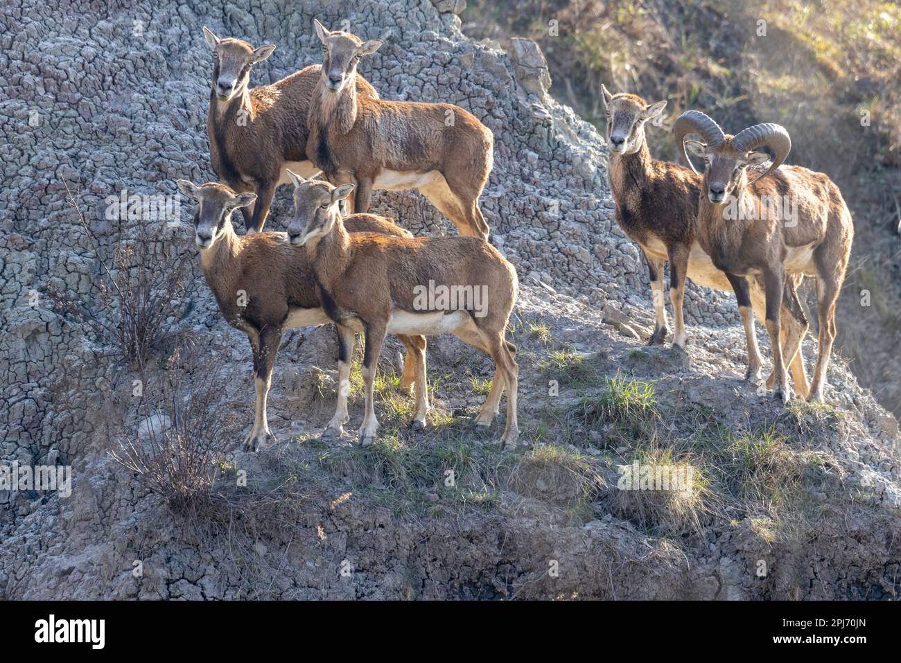 The European mouflon (Ovis aries musimon) in the Wild Stock Photo - Alamy