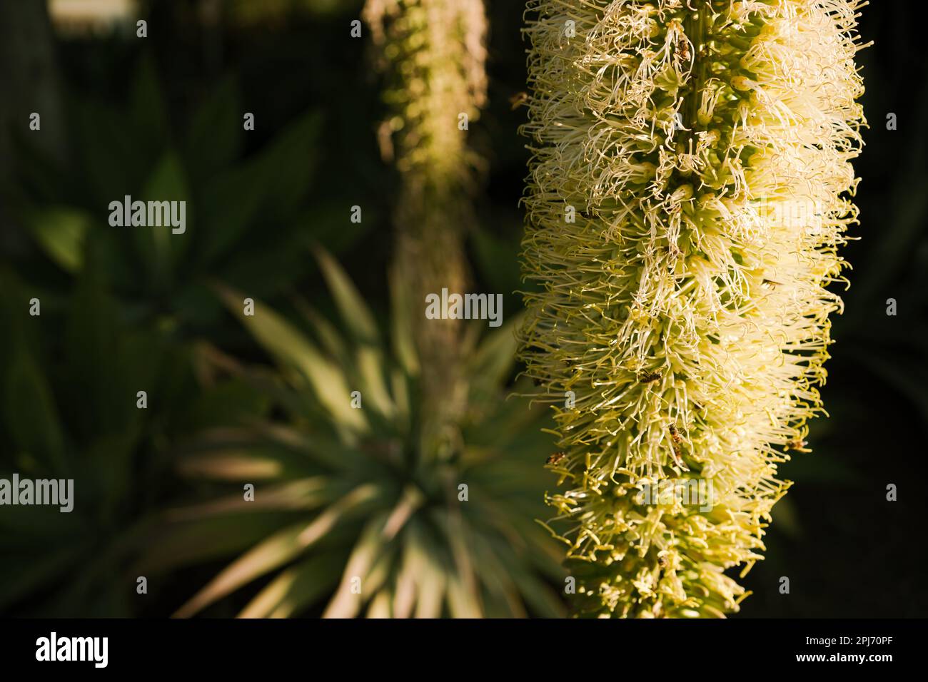 Foxtail agave flower, Agave attenuata also known as lion's tail or swan ...