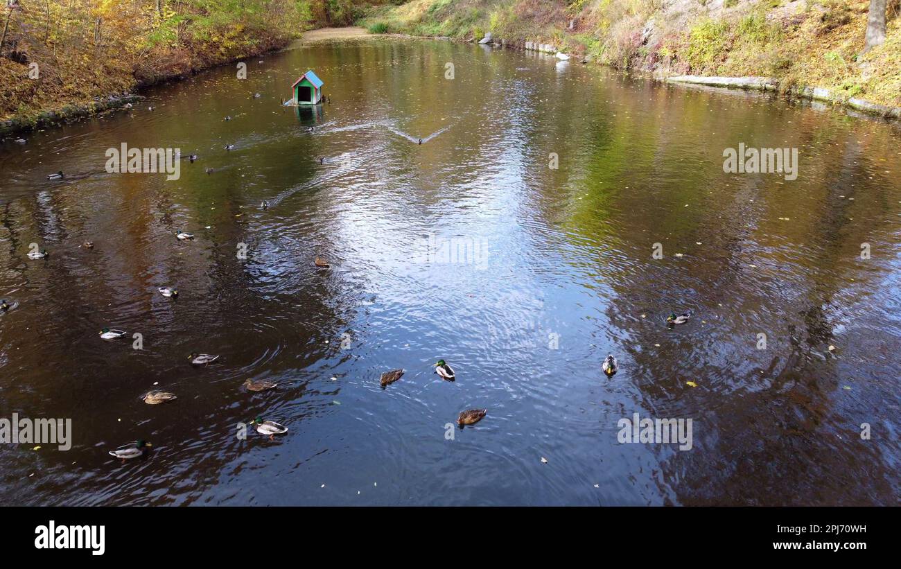 Flying over water of lake with swimming ducks in park with trees with ...