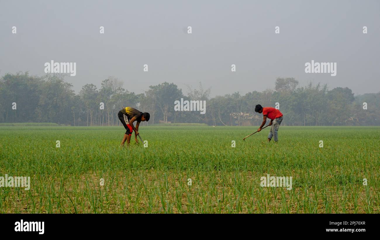 Background of green agricultural fields in Bangladesh. Two farmers are ...