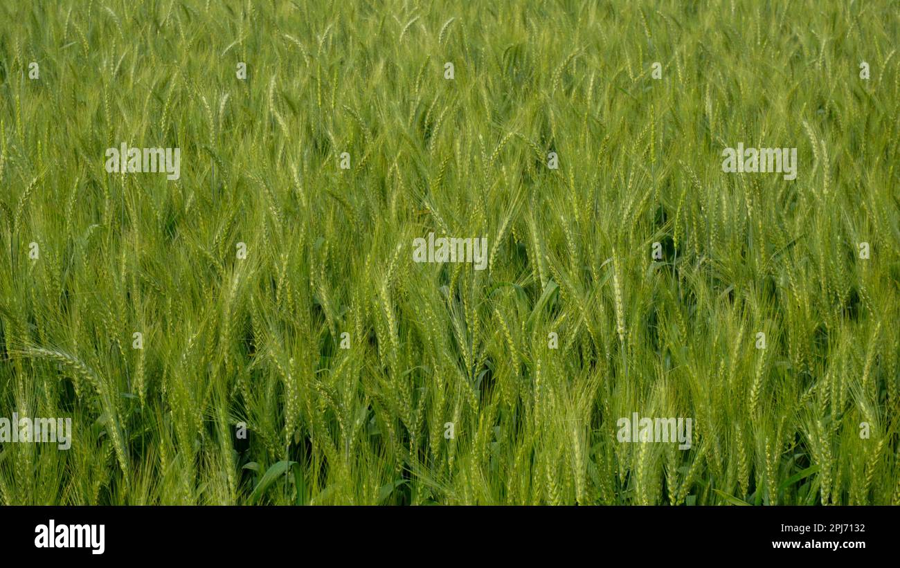 Green grain wheat Background texture. Background of green wheat seed ...