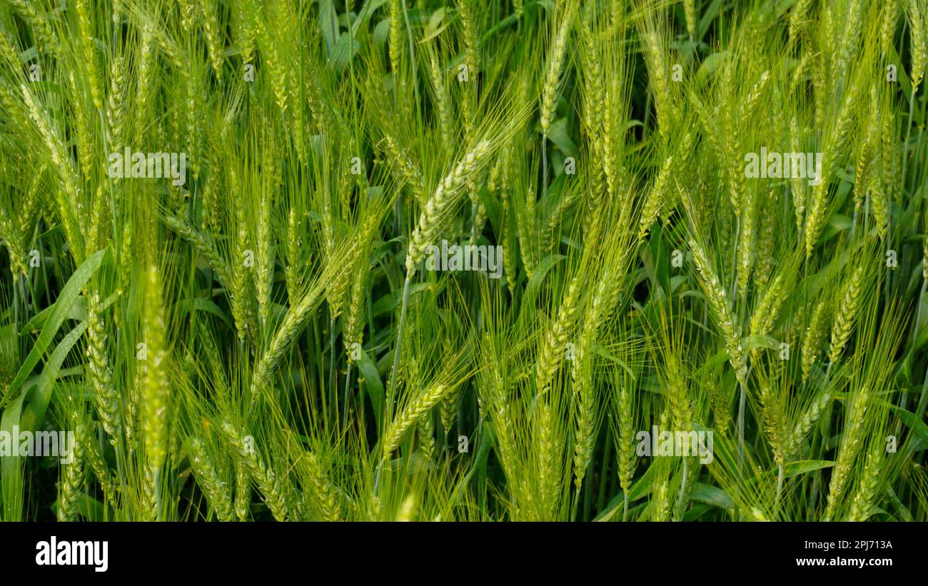 Green grain wheat Background texture. Background of green wheat seed ...