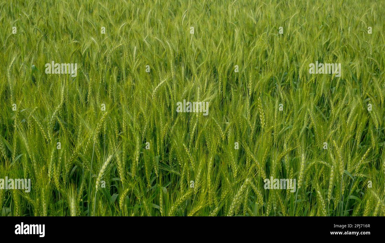 Green grain wheat Background texture. Background of green wheat seed ...