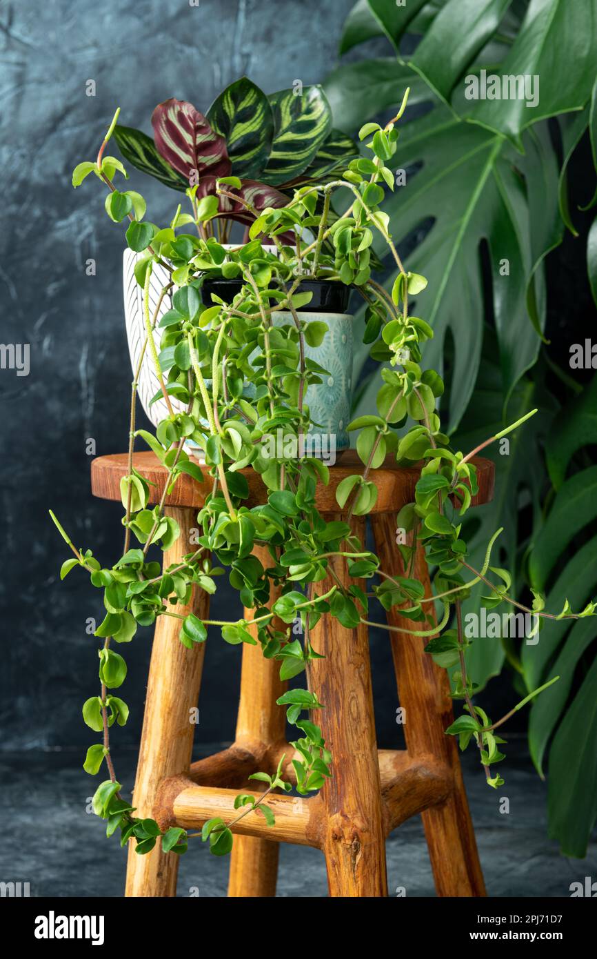 House plants arrangements Stock Photo - Alamy