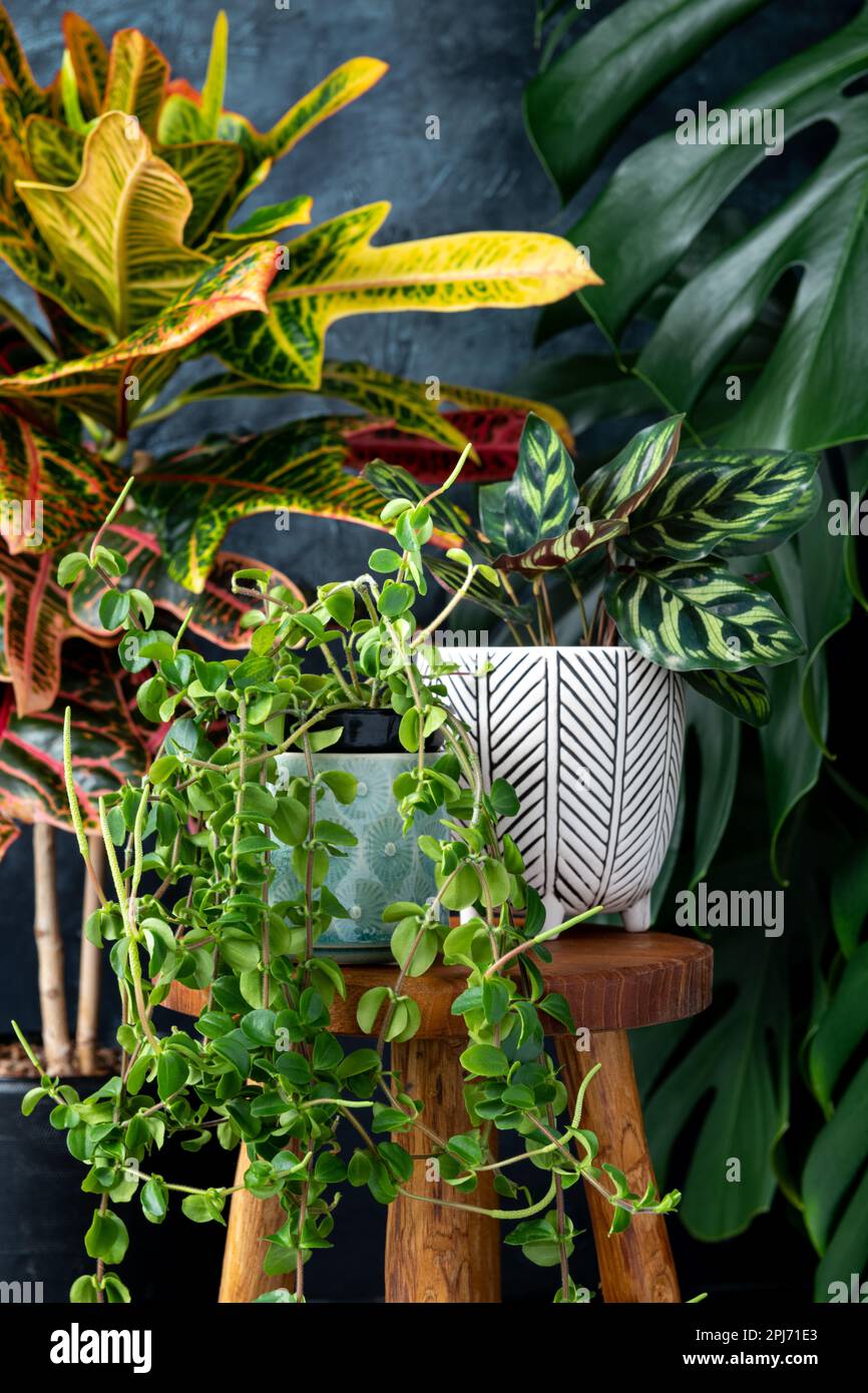 House plants arrangements Stock Photo - Alamy