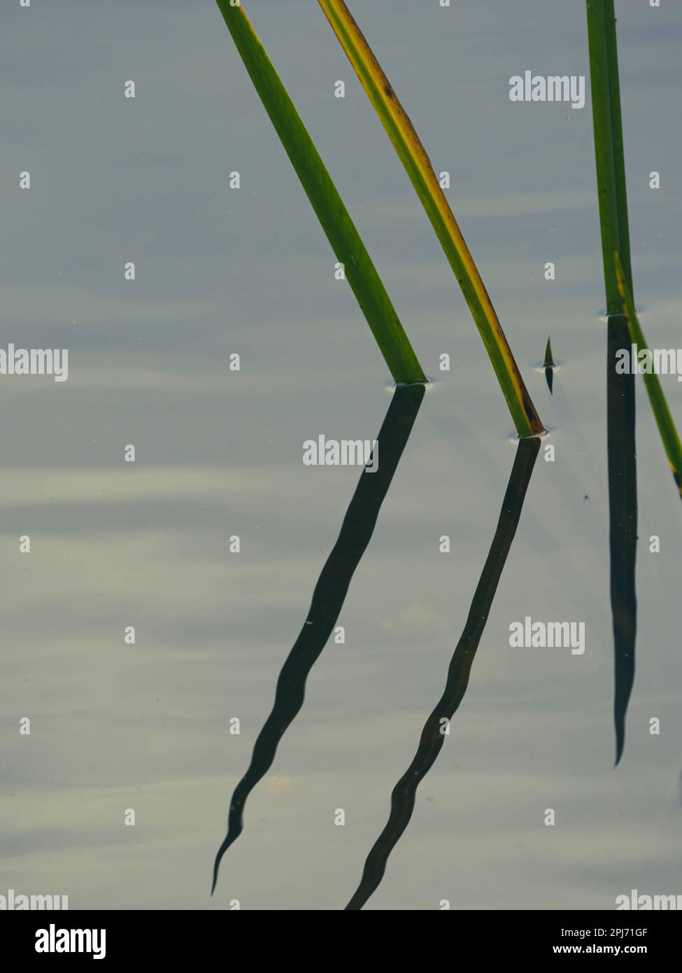 Reeds, Windsor Great Park, Virginia Water, Surrey, England, UK, GB ...