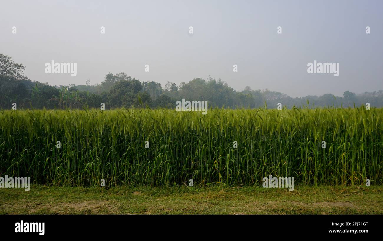 Background of green wheat field in Bangladesh. Landscape with row of ...