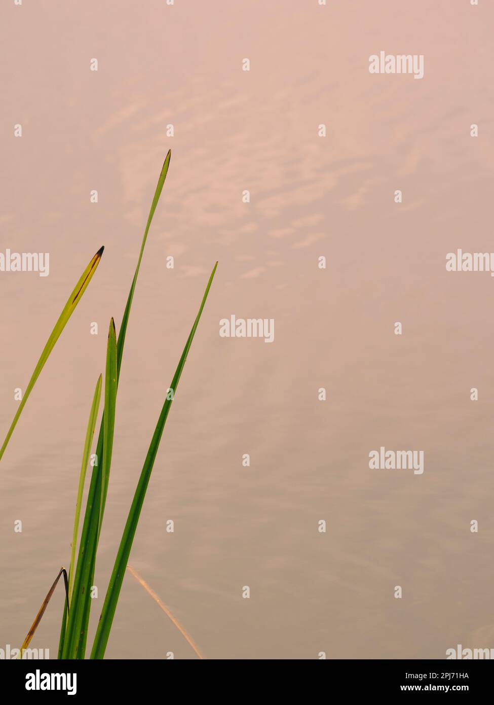 Reeds, Windsor Great Park, Virginia Water, Surrey, England, UK, GB ...