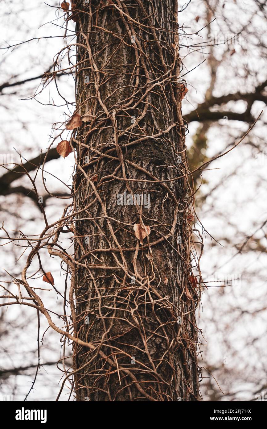 Vertical shot of a tree trunk covered with small twigs in a vibrant and ...