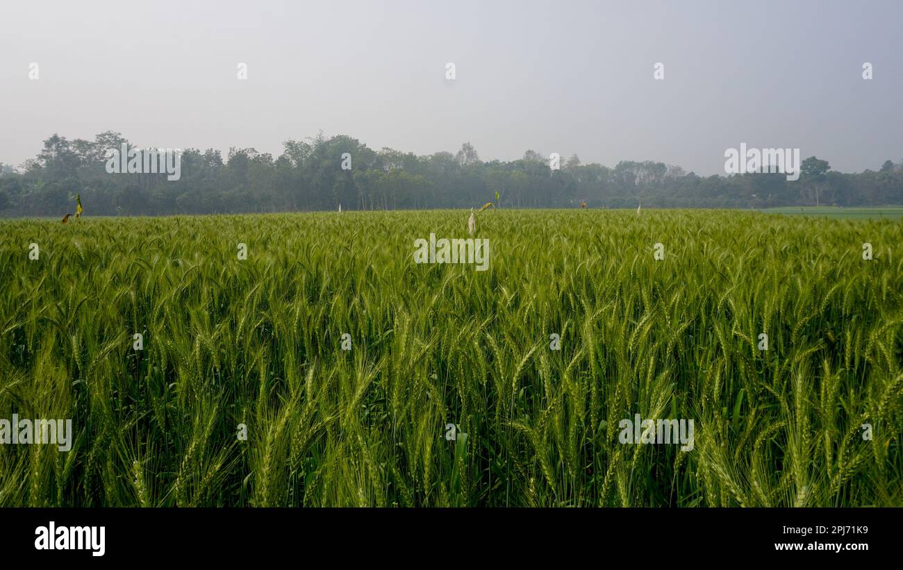 Growing paddy in bangladesh hi-res stock photography and images - Alamy