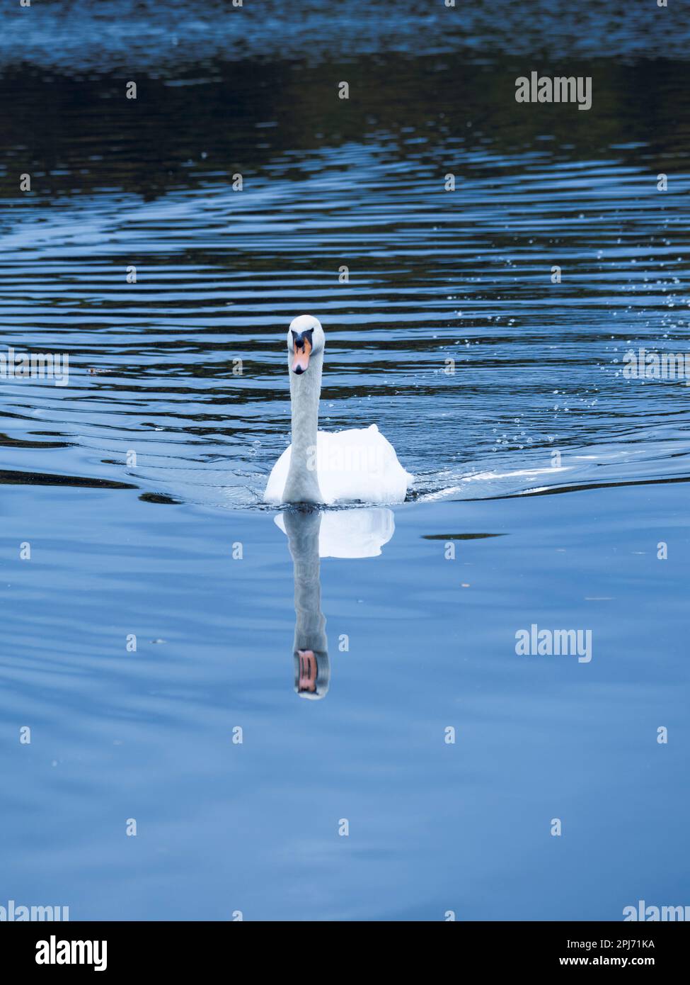 Swan, Victoria Water, Royal Windsor Park, Surrey, England, UK, GB Stock ...