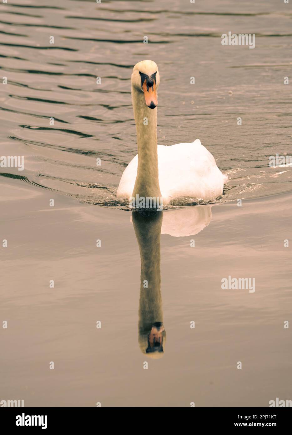 Swan, Victoria Water, Royal Windsor Park, Surrey, England, UK, GB Stock ...