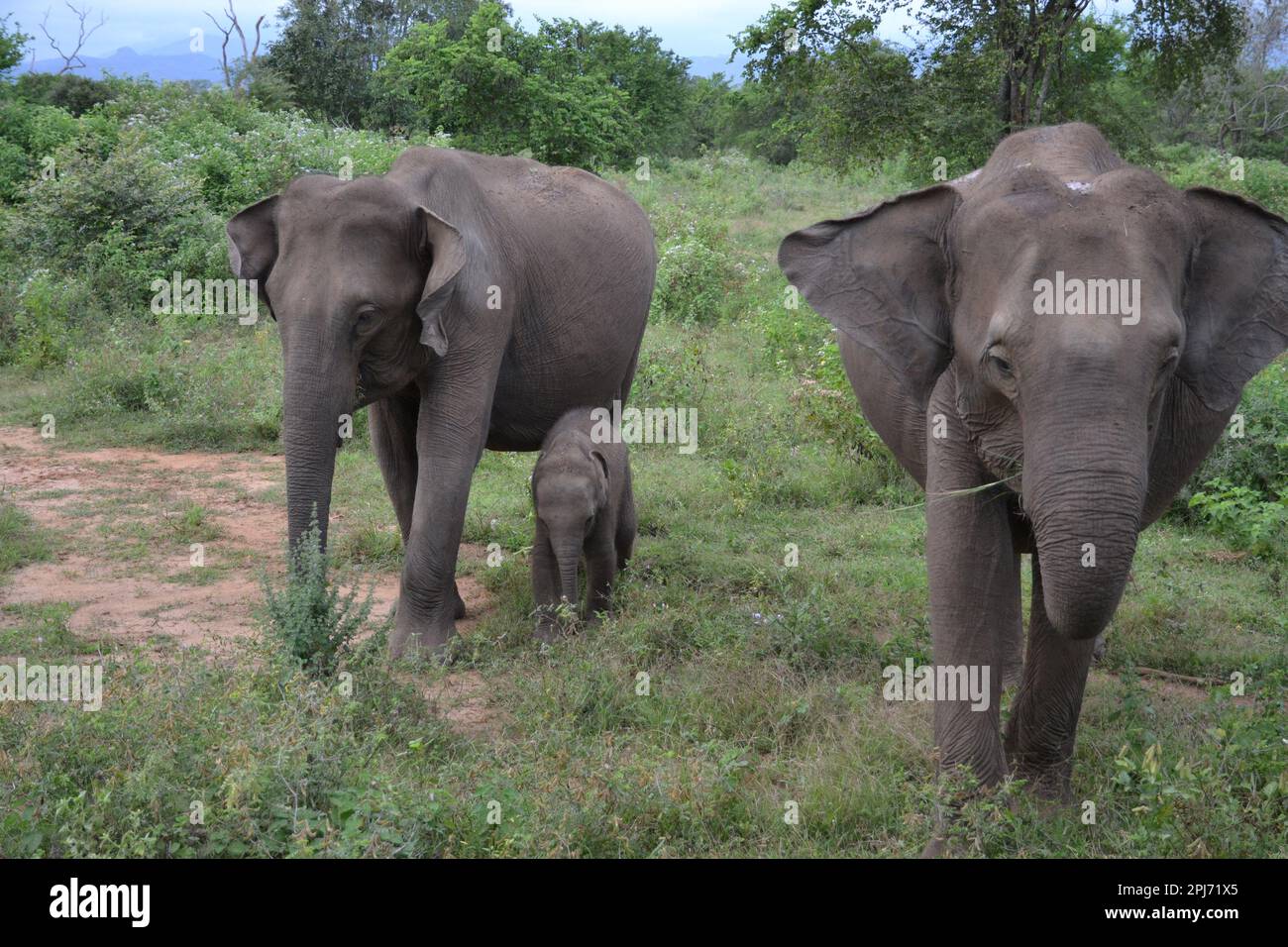Sri lanka wilpattu national park hi-res stock photography and images - Alamy