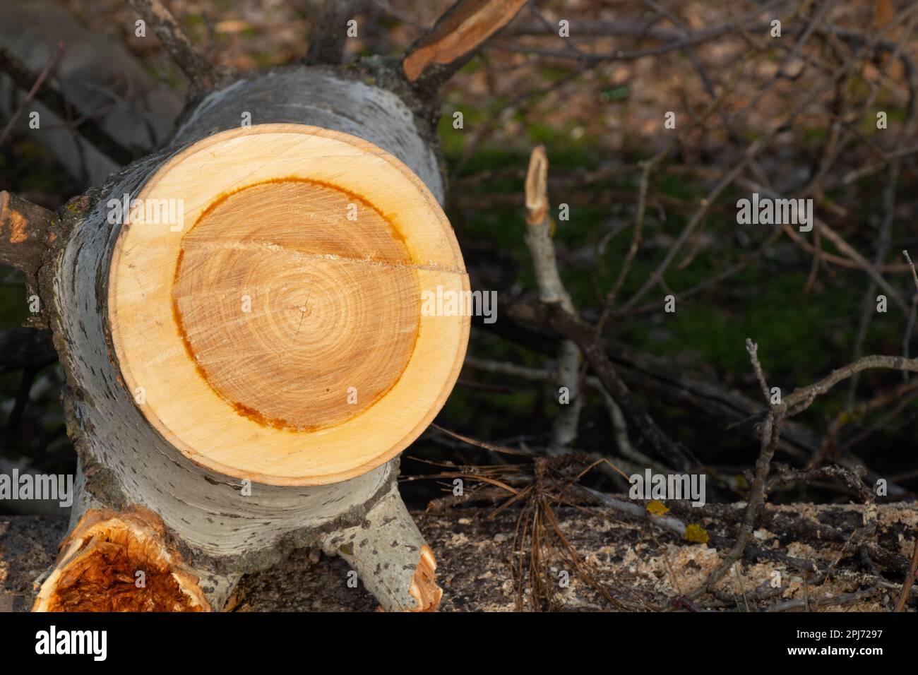 tree in the forest old bark background close-up Stock Photo - Alamy