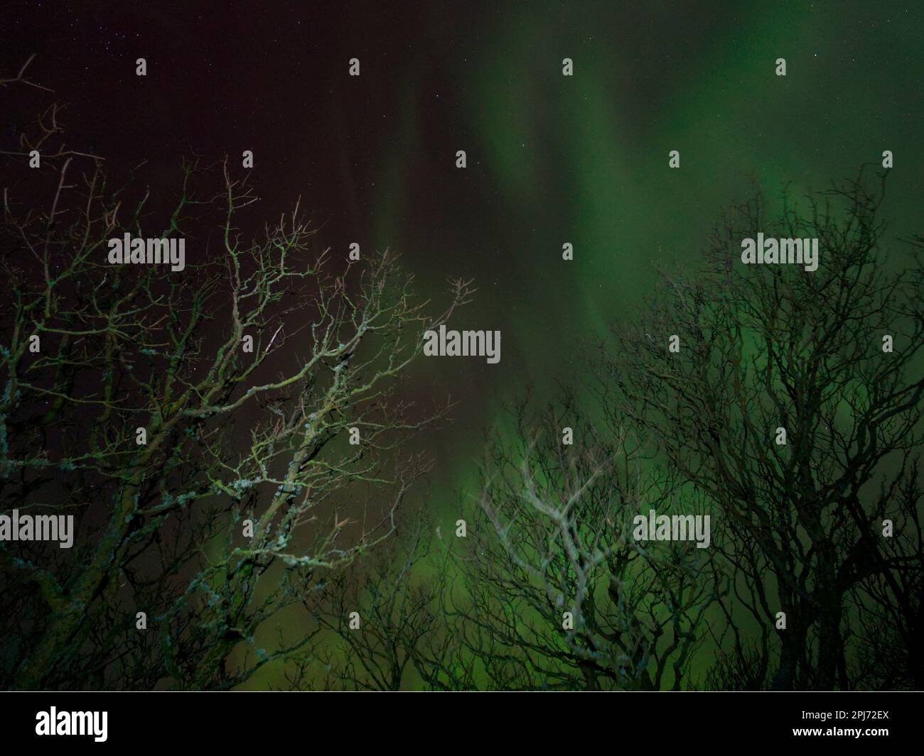 Aurora Borealis behind moody treescape, Orkney Isles Stock Photo - Alamy