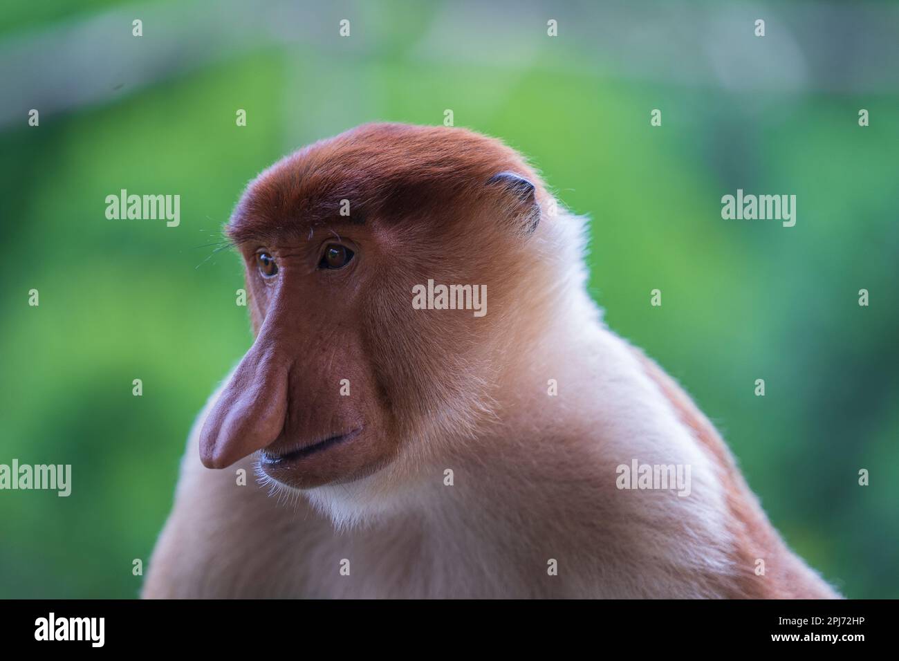 Family of wild Proboscis monkey or Nasalis larvatus, in the rainforest ...