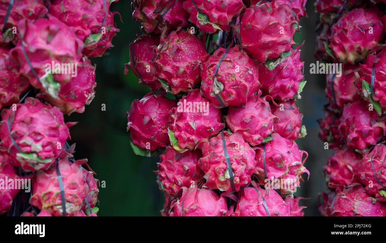 Bundles of ripe juicy dragonfruits. Useful tropical fruit of pink color ...