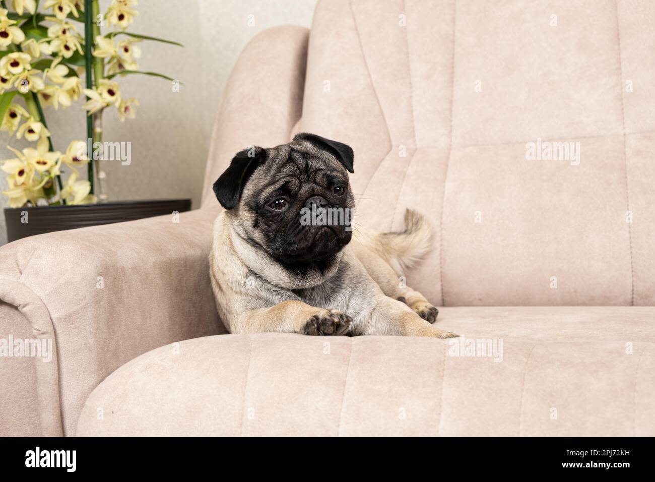 A sad pug lies on the couch and looks away. Care for pugs, their coat ...
