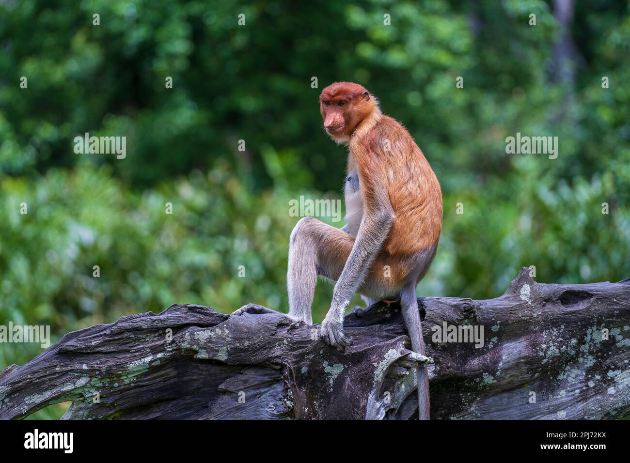 Family of wild Proboscis monkey or Nasalis larvatus, in the rainforest ...