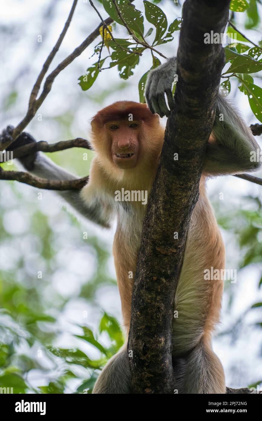 Family of wild Proboscis monkey or Nasalis larvatus, in the rainforest ...
