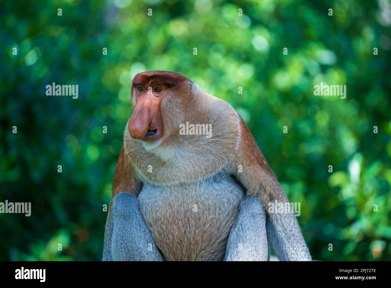 Family of wild Proboscis monkey or Nasalis larvatus, in the rainforest ...