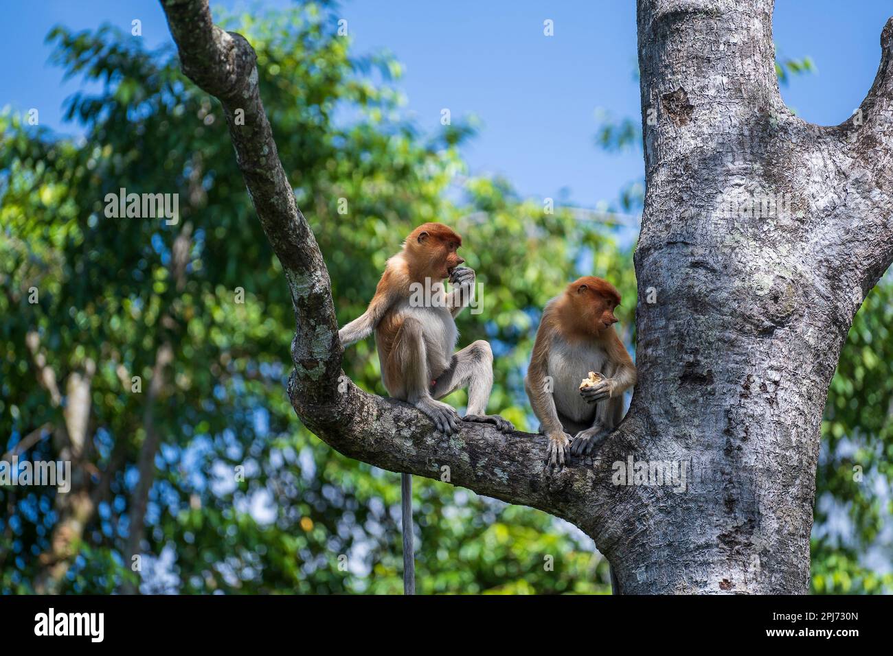 Family of wild Proboscis monkey or Nasalis larvatus, in the rainforest ...