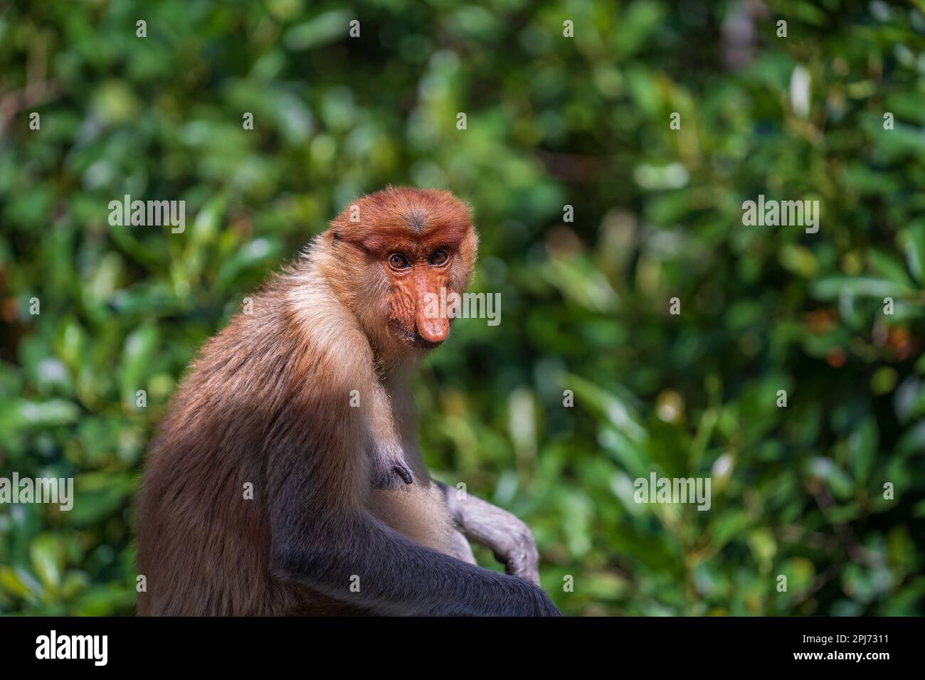 Family of wild Proboscis monkey or Nasalis larvatus, in the rainforest ...