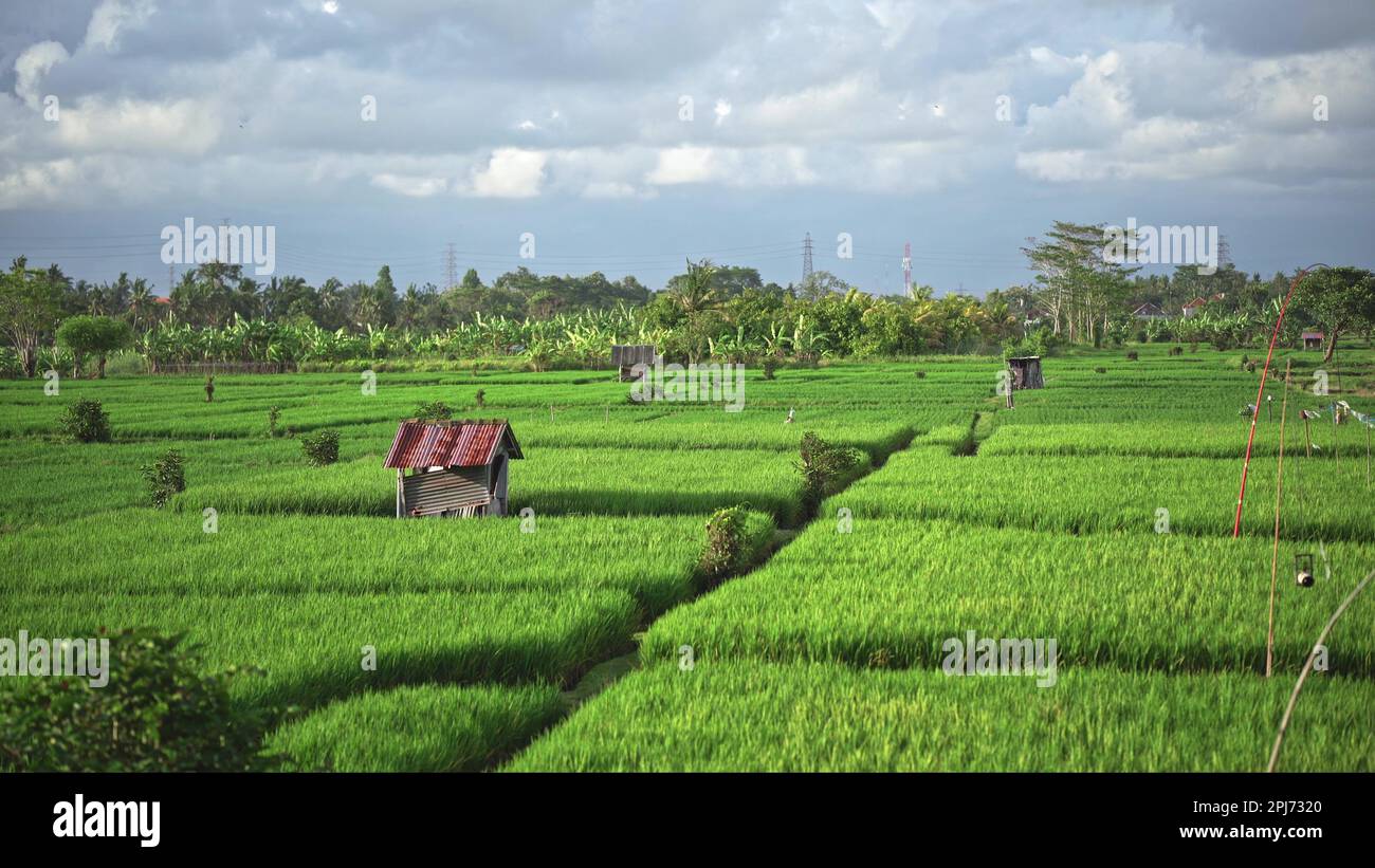 Bali, Putra Lingga Bhuwana, barn in rice field. Scenic view of the ...