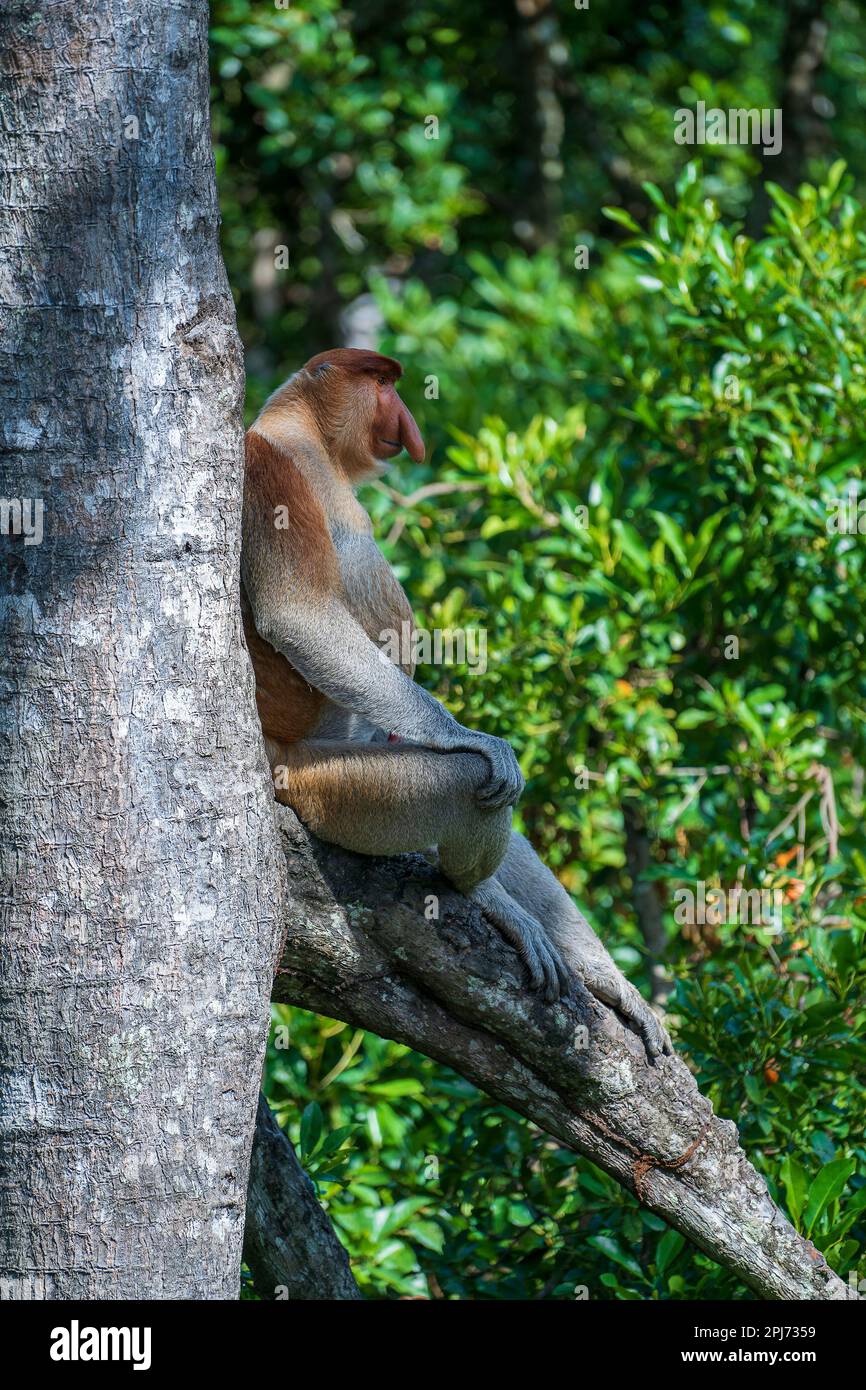 Family of wild Proboscis monkey or Nasalis larvatus, in the rainforest ...