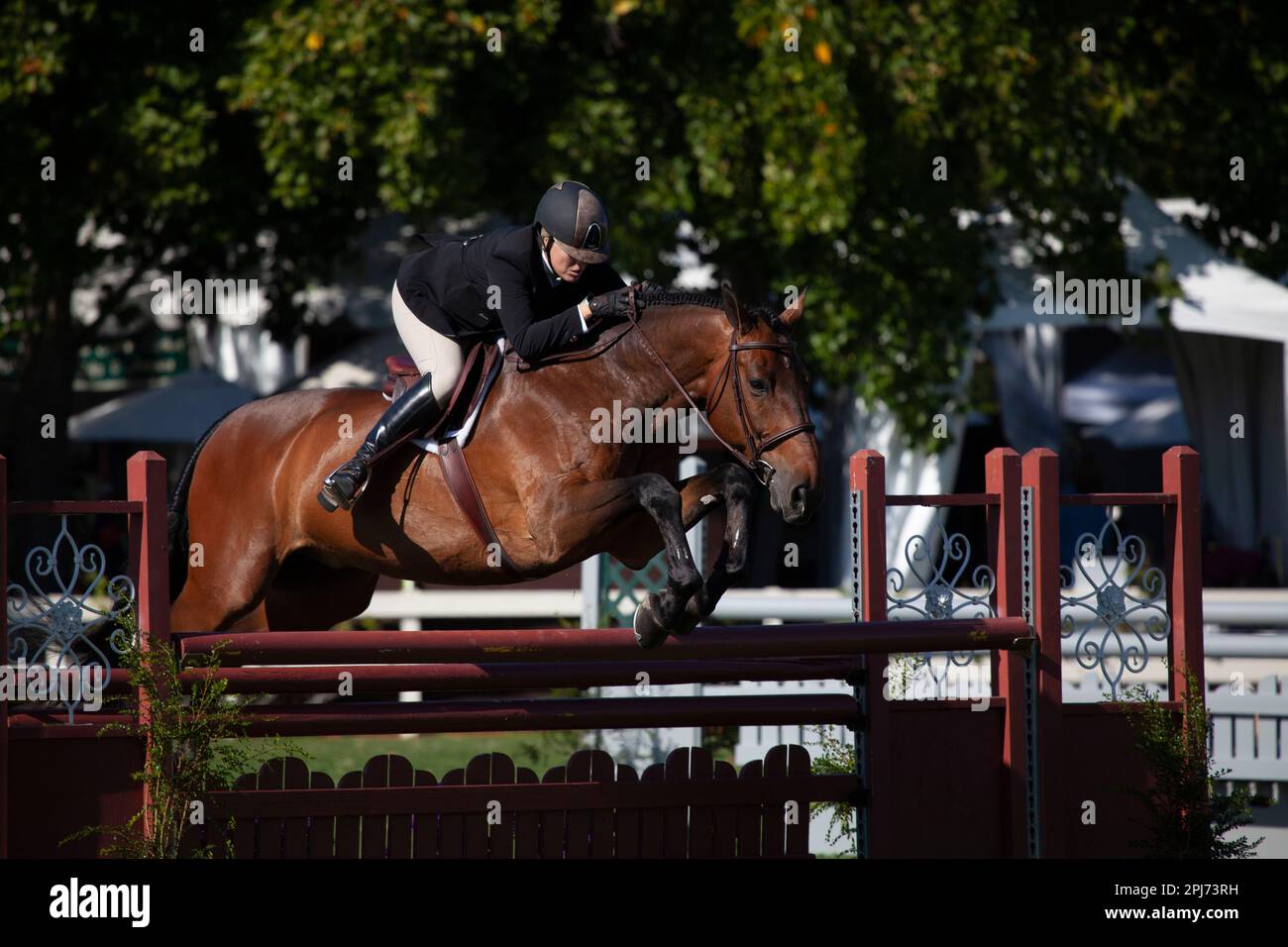 Horse jumping over a jump in the hunters Stock Photo - Alamy