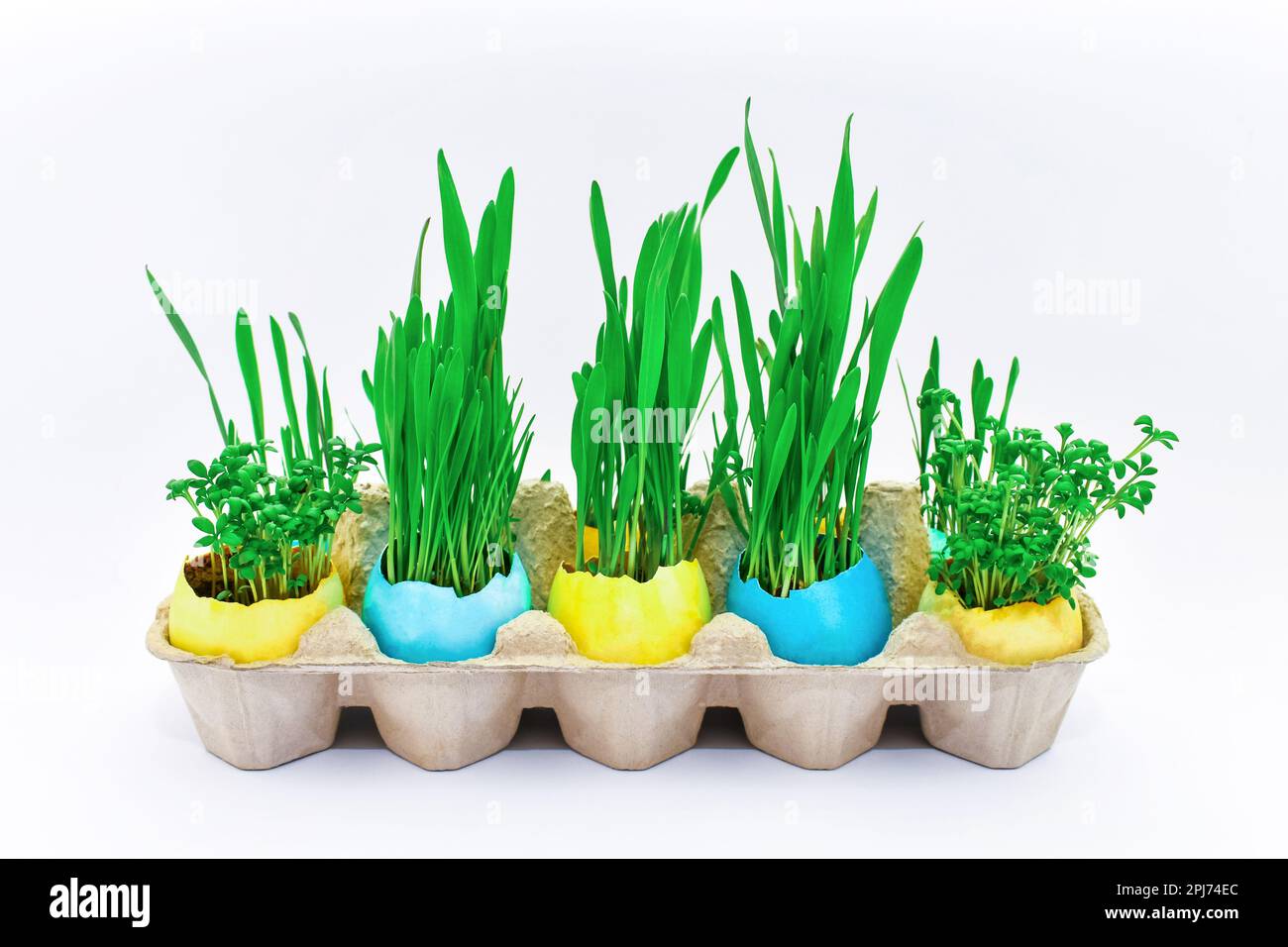 Easter. Young green sprouts of wheat and watercress in yellow and blue ...