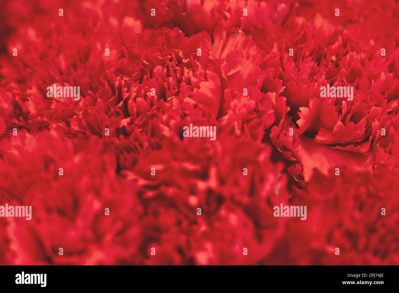 abstract red background from red carnations. Memorial Day in the USA ...