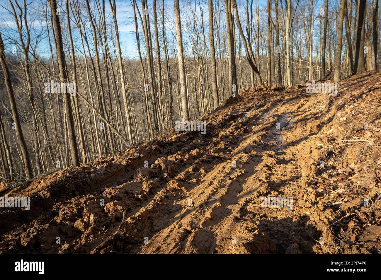 A muddy forest path with a trail of tracks left by loggers Stock Photo ...